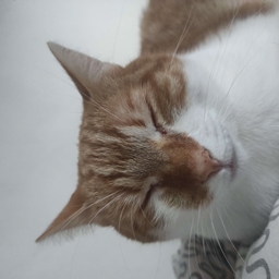 gaston cat craft - Minecraft Mods - CurseForge