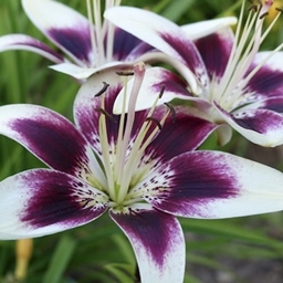 Lilies of the Valley - Minecraft Modpacks - CurseForge