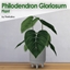Philodendron Gloriosum - The Sims 4 Build / Buy - CurseForge