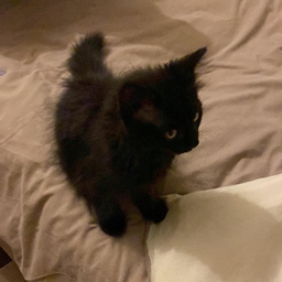 Time's SMP Adventure - Minecraft Modpacks - CurseForge