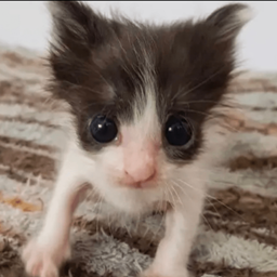 Cobblemon Pokédex (Cobbledex) - Minecraft Mods - CurseForge