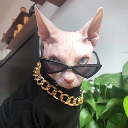 Bingus! - Minecraft Modpacks - CurseForge