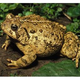 Toad World - Minecraft Modpacks - CurseForge