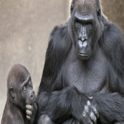 Vanilla Monkey - Minecraft Modpacks - CurseForge