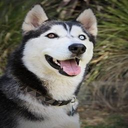 Huskies - Minecraft Resource Packs - CurseForge