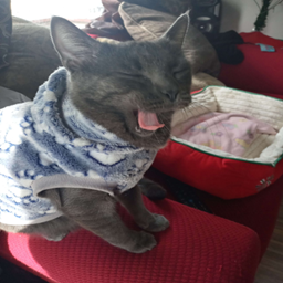 Capullo's Modded Adventure - Minecraft Modpacks - CurseForge