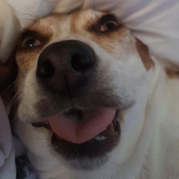 Roll_Tribe's Create Pack - Minecraft Modpacks - CurseForge