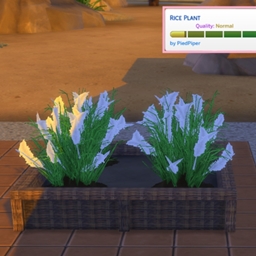 Rice by Pied Piper Spanish translation - The Sims 4 Translations ...