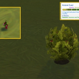 Install Rosehip (harvestable) by Pied Piper Spanish translation - The ...