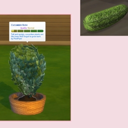 Cucumber (harvestable)by Pied Piper Spanish translation - Files - The ...