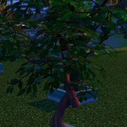 Harvestable olive harvestable by Pied Piper Spanish translation - Files ...