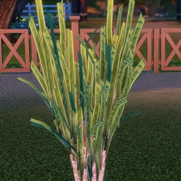 Harvestable sugar cane by Pied Piper Spanish translation - Files - The ...