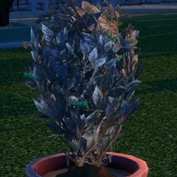 Harvestable Henna by Pied Piper Spanish translation - Dependencies ...