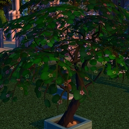 Harvestable Shea by Pied Piper Spanish translation - Files - The Sims 4 ...