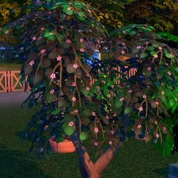 Harvestable Macadamia Nuts by Pied Piper Spanish translation - Files ...