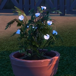 Damascus Rose (White)by Pied Piper Spanish translation - The Sims 4 ...