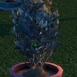 Harvestable Green Tea by Pied Piper Spanish translation - Dependencies ...