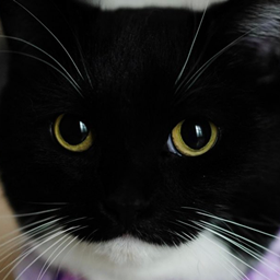 fingees - Minecraft Modpacks - CurseForge