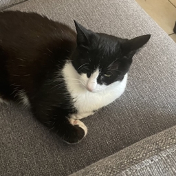 Noisium (Unofficial port) - Minecraft Mods - CurseForge