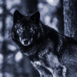 Werewolf Pack 4 - The Sims 4 Build / Buy - CurseForge