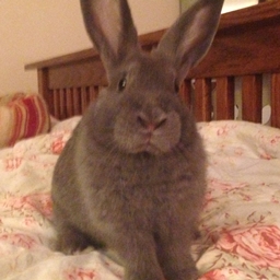 Chloe Craft - Gallery - Minecraft Modpacks - CurseForge