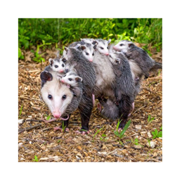 Dopossums - Minecraft Mods - CurseForge