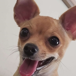 Bean Dog SMP - Minecraft Modpacks - CurseForge