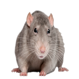 The Rat's Return - Minecraft Modpacks - CurseForge