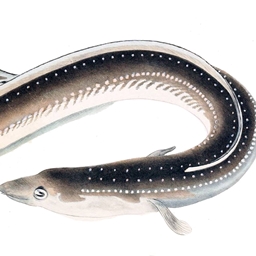 Graham - Gallery - Minecraft Mods - CurseForge