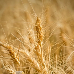 Harvest Valley Farming 2 - 1.10 - Minecraft Modpacks - CurseForge