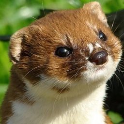 Code Name Weasel - Gallery - Minecraft Modpacks - CurseForge