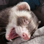 More Ferrets - Minecraft Mods - CurseForge