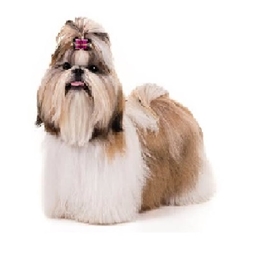 Shih Tzu Pack ++ - Minecraft Modpacks - CurseForge