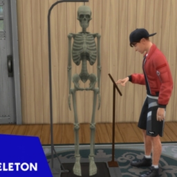 Functional anatomy skeleton by Cepzid Creation Spanish translation ...